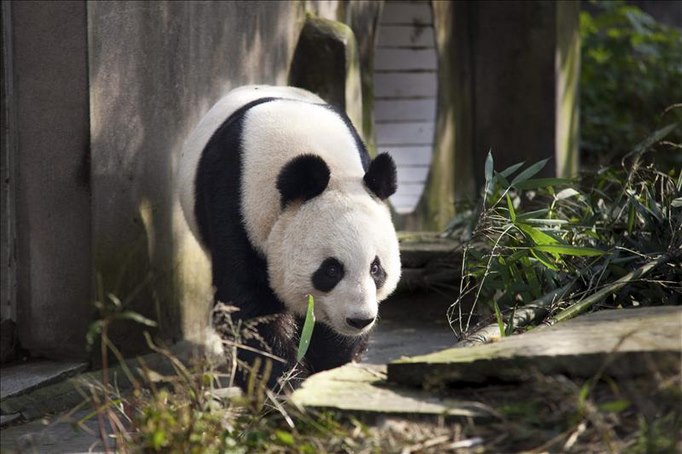 Tian Tian, la oso panda de Edimburgo, podría estar embarazada | Minuto30