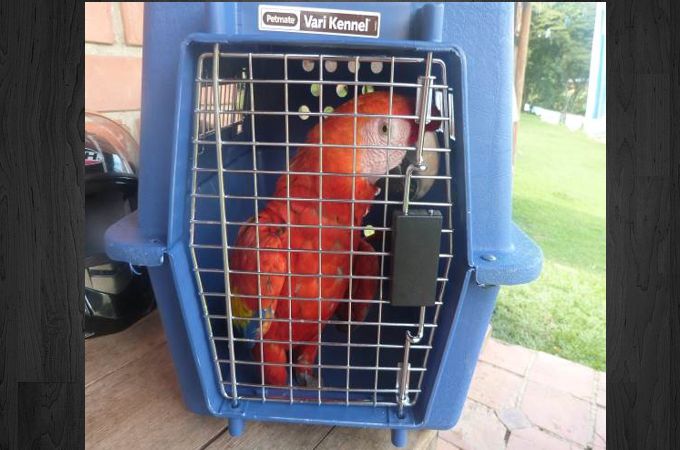 19 animales exóticos decomisados y un hombre capturado en Finca de ...