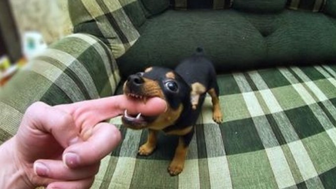 "Jugando" un perro mordió a su dueño: Le cercenó el pene y parte del ...