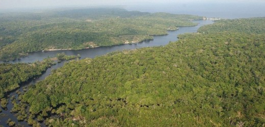 La deforestación en la Amazonía cayó un 18 % el año pasado | Minuto30