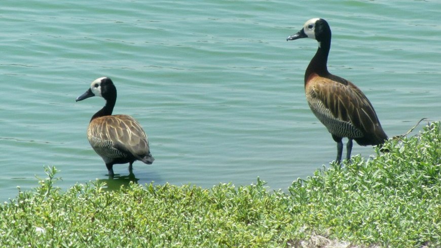 Reportan en Perú el avistamiento de una especie de pato después de 100 ...