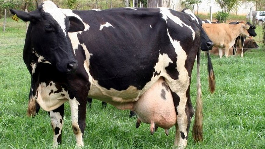 Alquería Venderá Leche En Polvo En áfrica Y Medio Oriente Minuto30