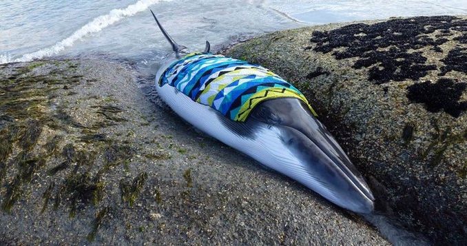 Atascada se quedó una ballena en Tasmania y esto hizo la gente | Minuto30
