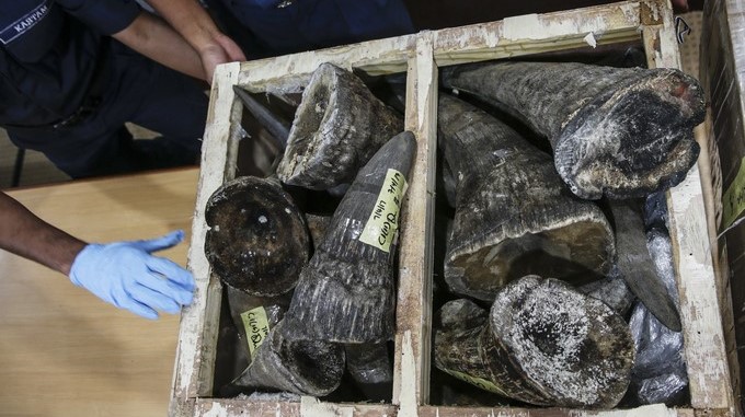FOTOS. Malasia incauta de 18 cuernos de rinoceronte procedentes de ...