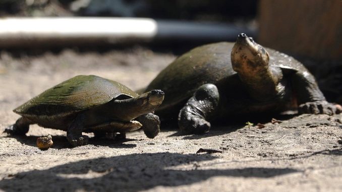 Puerto Triunfo cambió su gastronomía para preservar la tortuga de río ...
