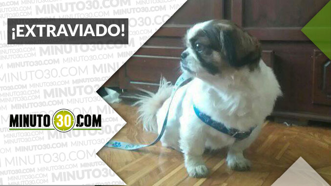 Encontrado en El Picacho, buscan a sus dueños | Minuto30