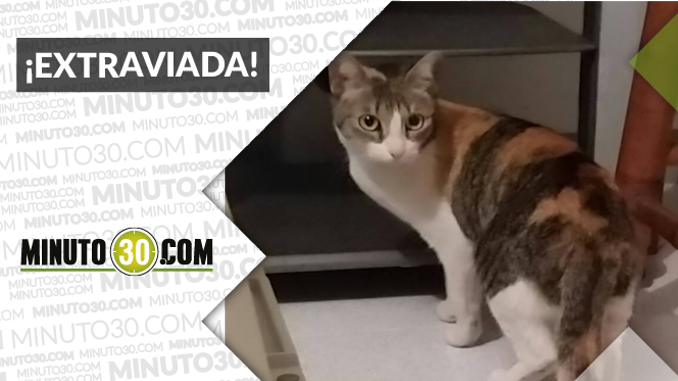 Esta gatica busca a sus dueños o un nuevo hogar ¡Difunde! - Minuto30