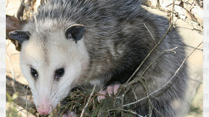 Hallaron una zarigüeya abandonada en la Central Mayorista | Minuto30