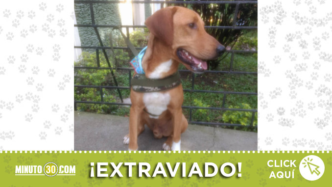 Desde esta mañana este perrito está esperando a sus familiares ...