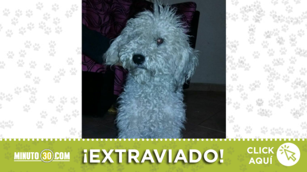 Este perrito llamado "Max" está perdido. ¿Lo ha visto? - Minuto30