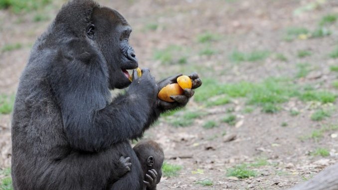 Gorilas pueden aprender por su cuenta a limpiar la comida antes de ...
