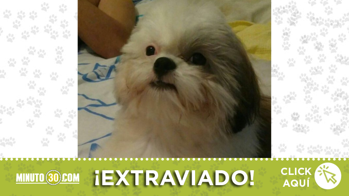 "Copito" se perdió desde el pasado 16 de octubre - Minuto30