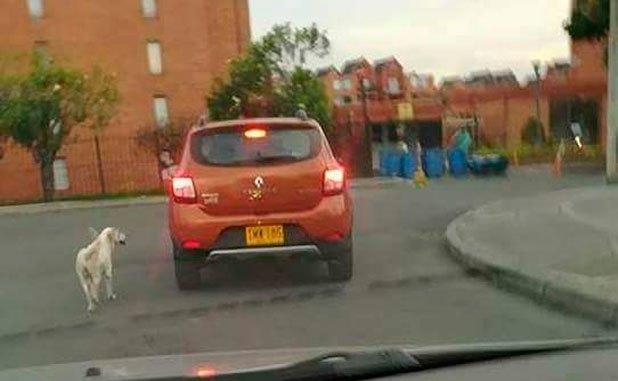 EN VIDEO: ¡Cruel! Fingió que jugaba con su perrito para dejarlo ...