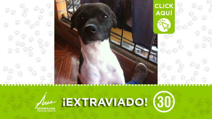 Perrito extraviado en el barrio Santander de Medellín - Minuto30