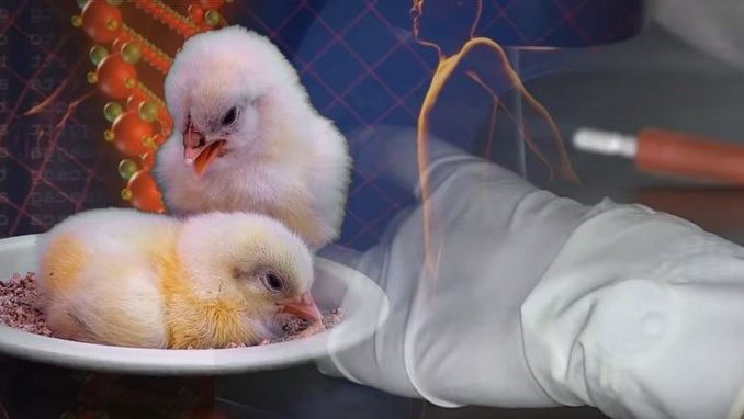 EN VIDEO: El cruce entre un pollo y un humano fue posible por primera ...