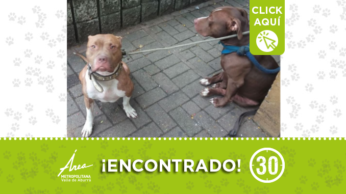 Estos Perritos Fueron Encontrados En El Cai De La Macarena ¡ayudemos A