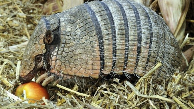 Más de la mitad de los armadillos en la Amazonía brasileña tiene lepra ...
