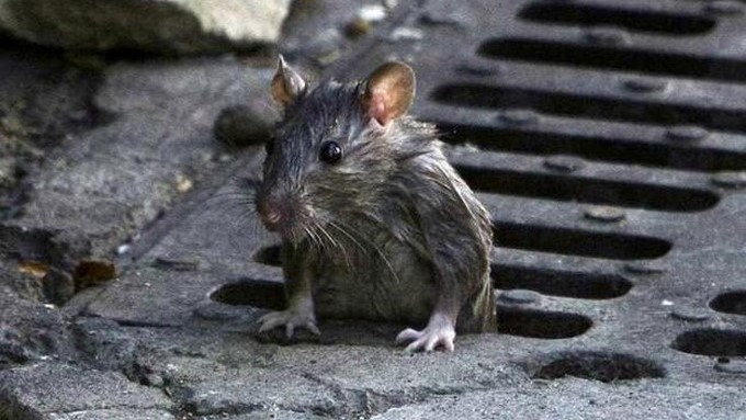 FOTO: Ratas devoran un millón de rupias tras meterse en un cajero ...