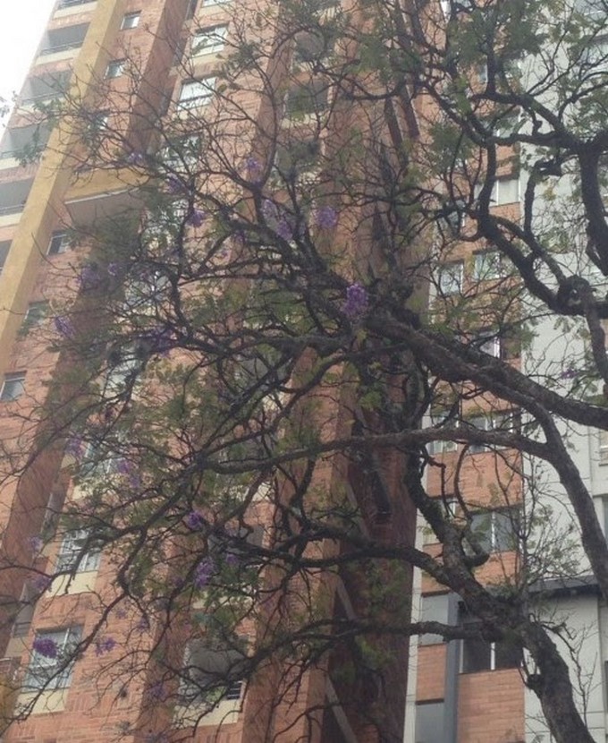 FOTOS: En Ayacucho, el Gualanday de 140 años volvió a florecer - Minuto30