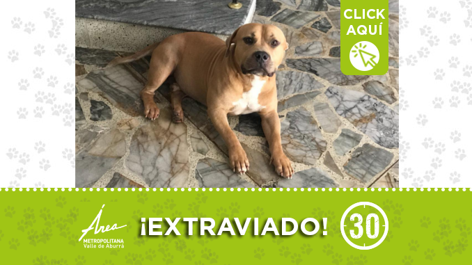 Los dueños de “Buda” lo están buscando, ¡Ayudemos a encontrarlo! | Minuto30