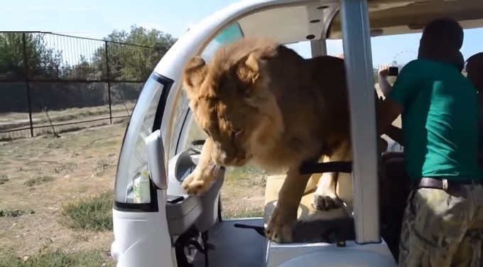 VIDEO: León saltó a un auto lleno de turistas y les dio una increíble ...