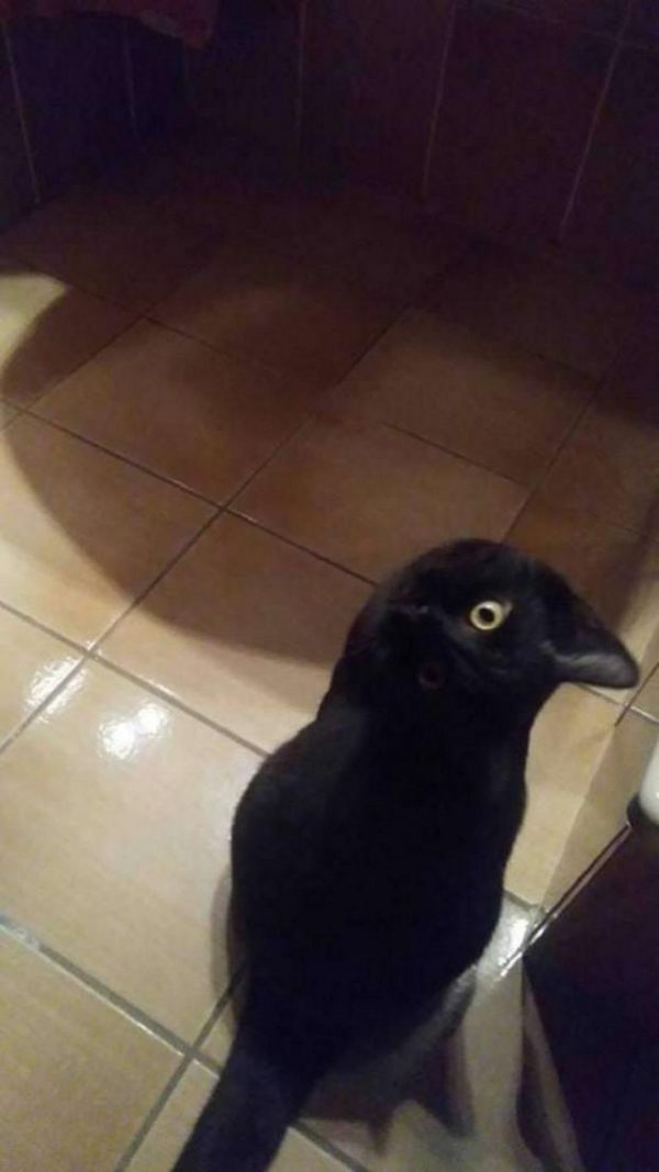 FOTO: El 'gato cuervo' que engaña a los internautas | Minuto30