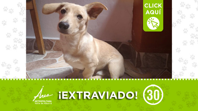 Perrito extraviado por Belén | Minuto30
