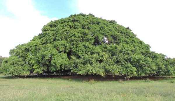 En el árbol más emblemático de su región se quitó la vida por una ...