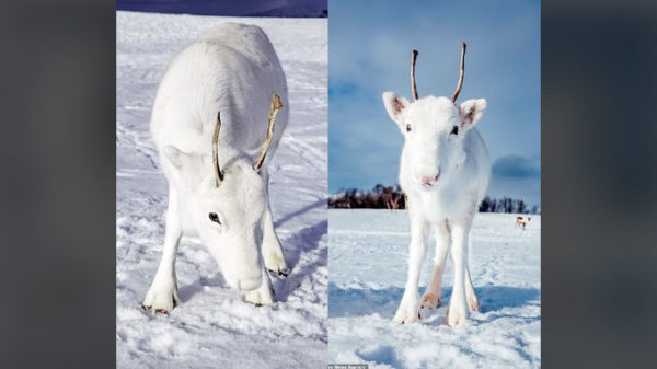 FOTO: ¡Blanco como la nieve! Revelan foto de bebé reno blanco | Minuto30