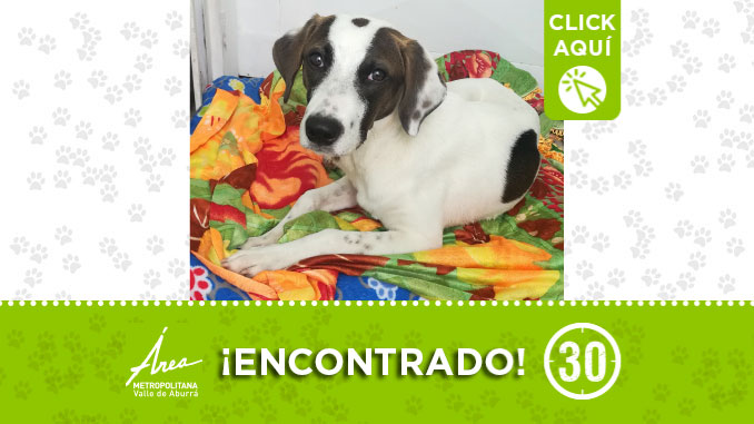 Cachorro busca a sus dueños o un hogar que lo adopte | Minuto30