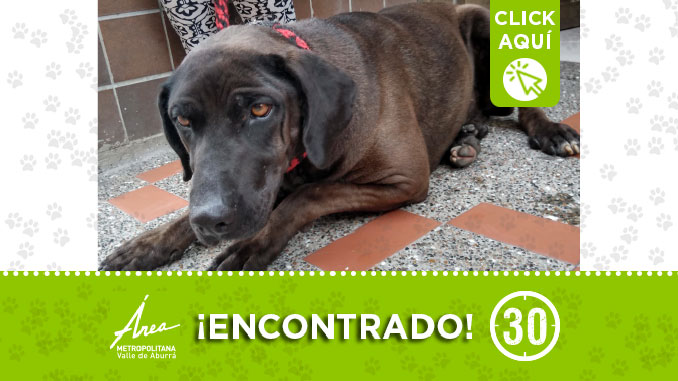 Este perrito apareció hace varios días en Itagüí, buscan a sus dueños ...