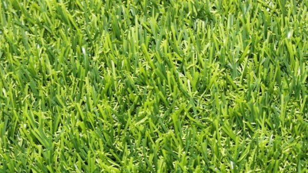 El olor a pasto recién cortado es un "grito de auxilio" | Minuto30