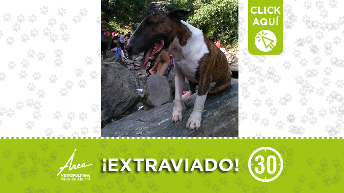 Perrito extraviado en el barrio Buenos Aires, ¿lo ha visto? | Minuto30