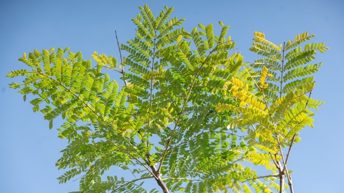 FOTO: Sembraron un nuevo árbol de Gualanday donde cayó el segundo árbol ...