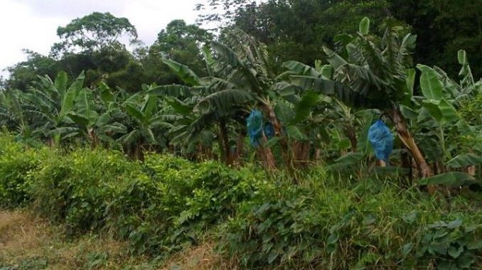 Harán controles en plantaciones bananeras de Urabá para evitar la ...