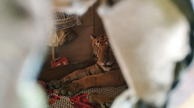 !Qué susto! Tigre invade una vivienda huyendo de inundaciones en la ...