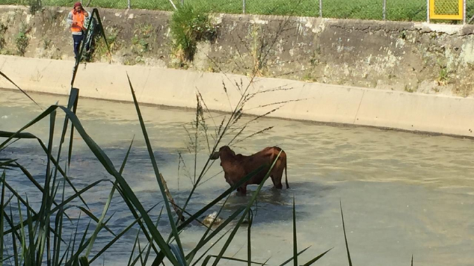 EN FOTOS: ¡Nadie sabe de donde salió! Las autoridades tratan de ...