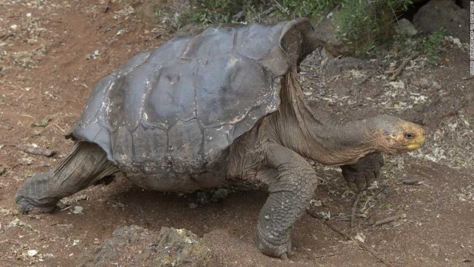 Foto: Diego, la tortuga que tuvo tanto sexo que salvó a toda su especie ...