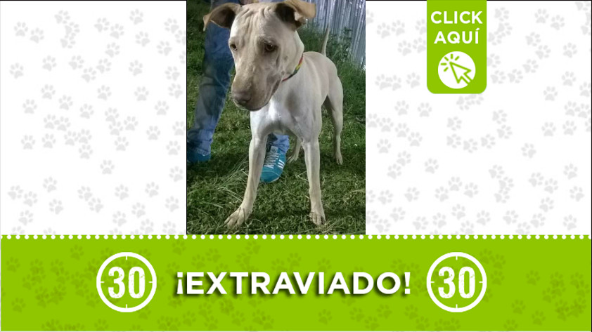 'Kyller' está extraviado desde hace dos días en Aranjuez | Minuto30