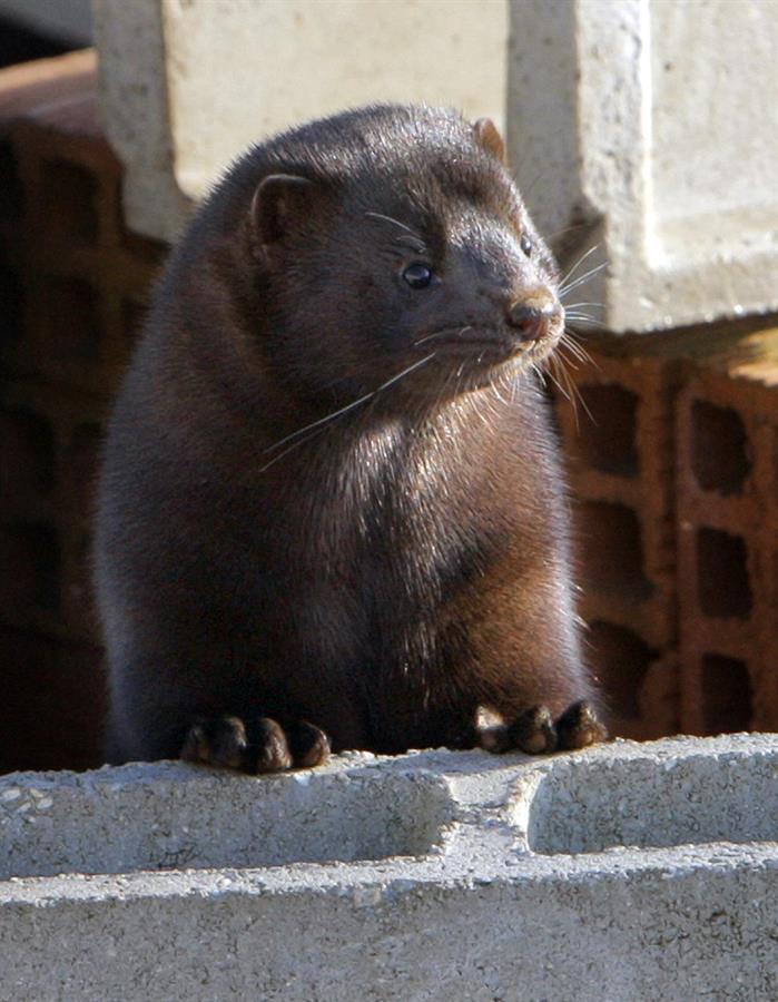 El enigma de las granjas de visones en Holanda: ¿transmitieron el virus ...