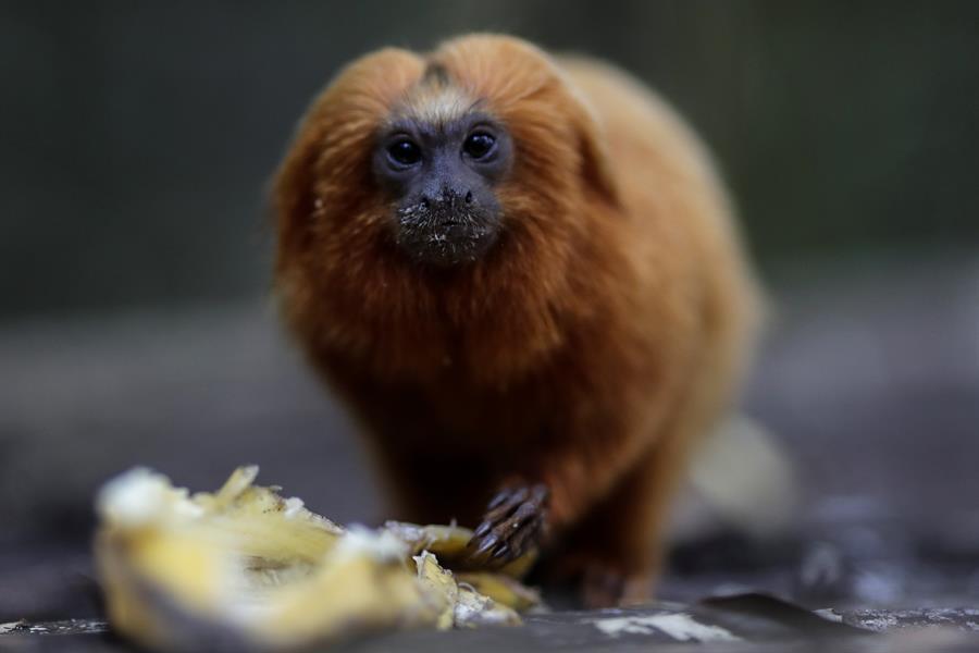 Río de Janeiro levanta un puente para preservar el futuro de su mono ...