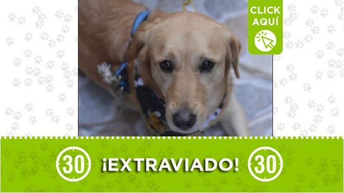 'Tony' se perdió por Robledo Palenque, ¿lo ha visto? | Minuto30