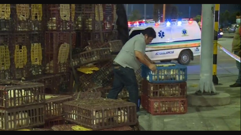 ¡Qué pesar! Cientos de pollos murieron en medio de un aparatoso ...