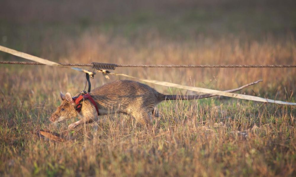 ¡Tras cinco años de arduo trabajo! Se jubila Magawa, la rata ...
