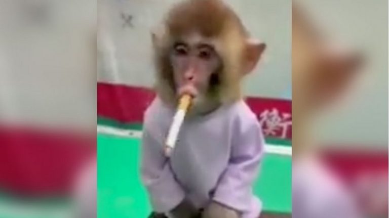 Graban a un mono fumando cigarrillo