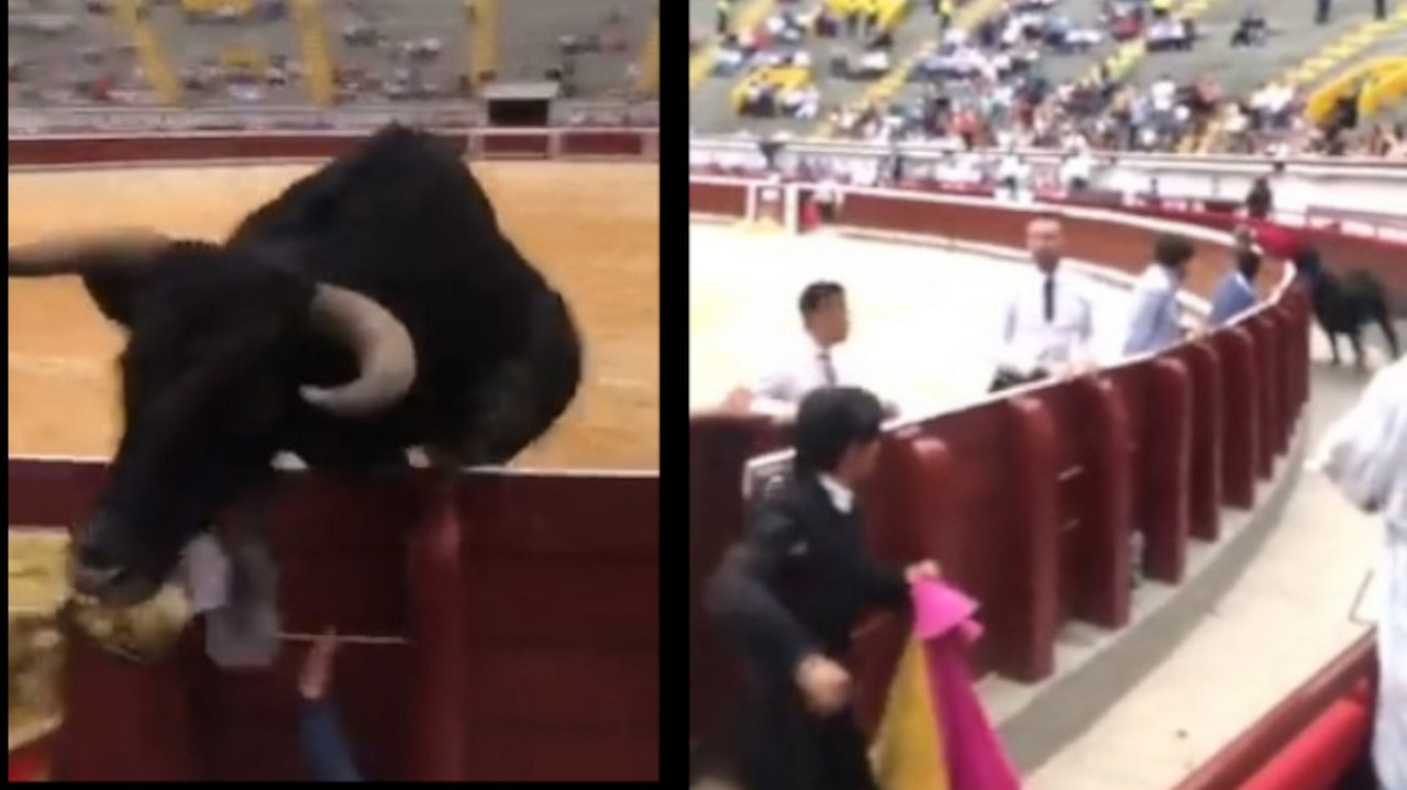 Cali: toro saltó a la grada del público en la plaza taurina