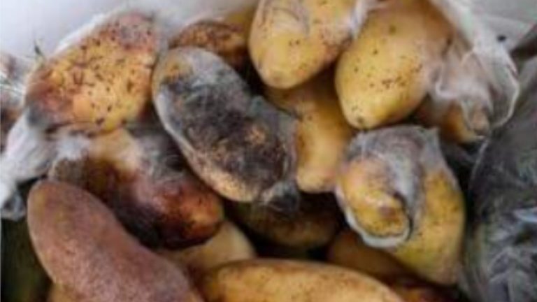 Gobernador Del Huila Y Los Alimentos En Descomposición