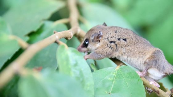 Liberaron a dos babillas y una marmosa en reservas naturales