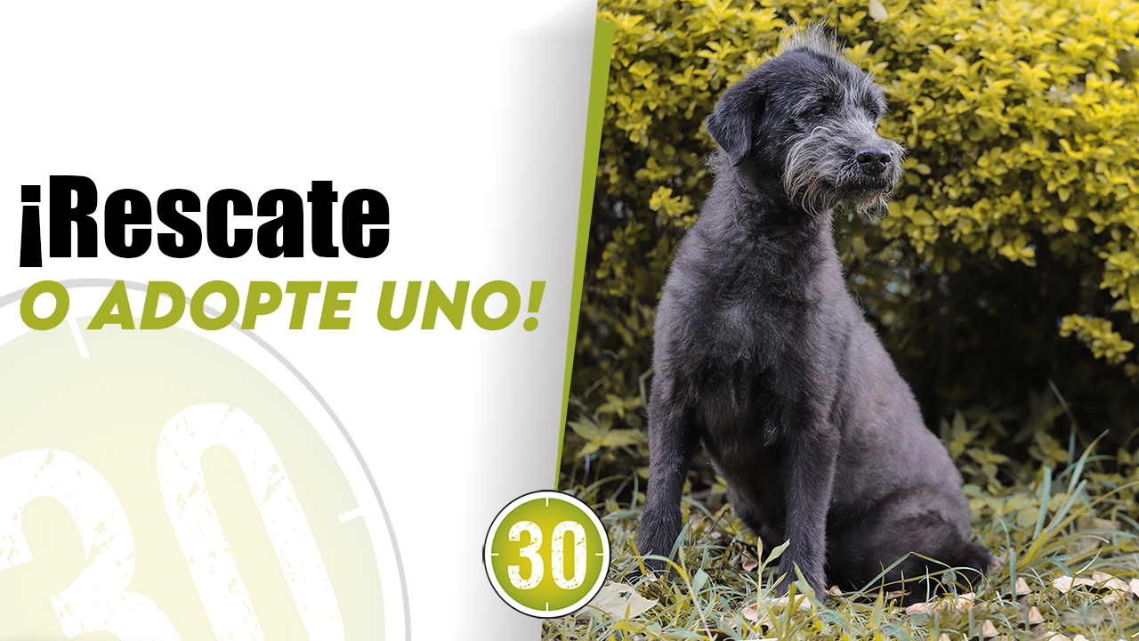 Hoy es el Día del Perro Callejero