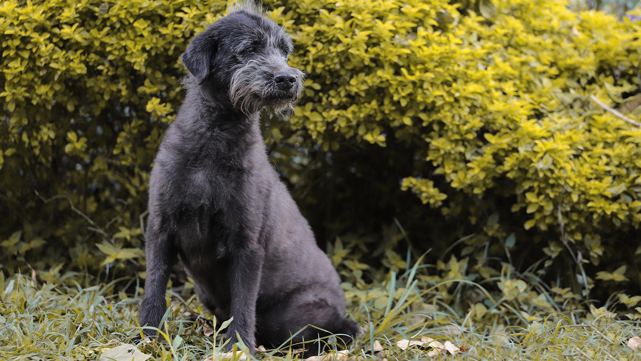 Hoy es el Día del Perro Callejero
